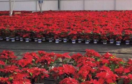 Capillary Matting | Green-Stay Irrigation Systems, Self Watering ...